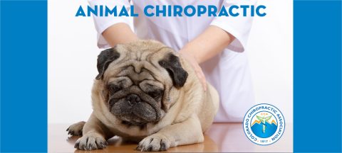 Animal Chiropractic | Colorado Chiropractic Association